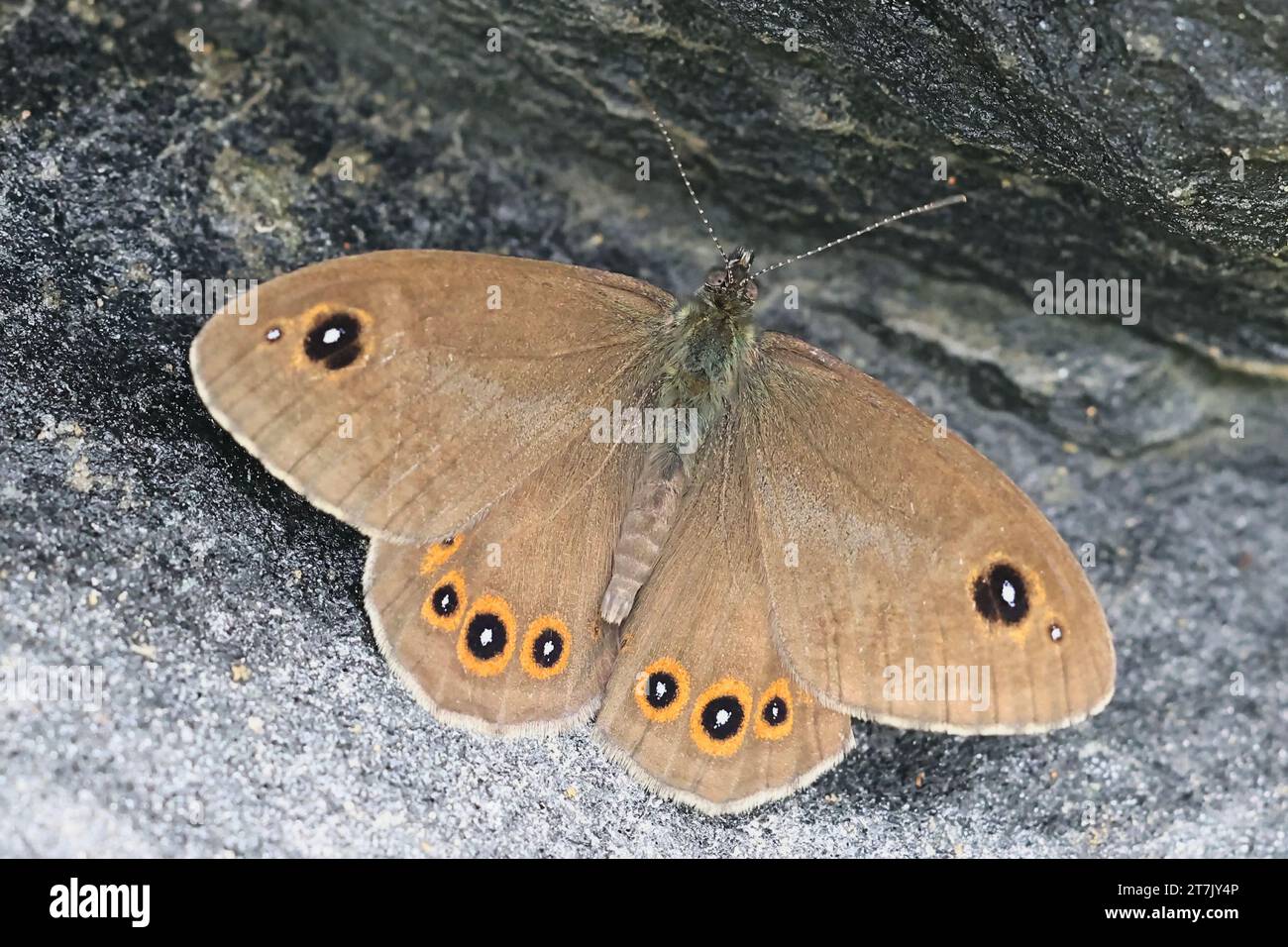 Lasiommata maera, also called Pararge maera, commonly known as the ...