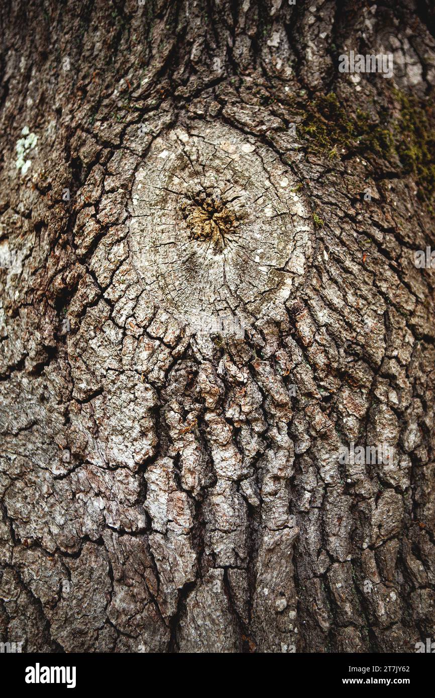 Scar of a cut branch on an oak tree Stock Photo - Alamy
