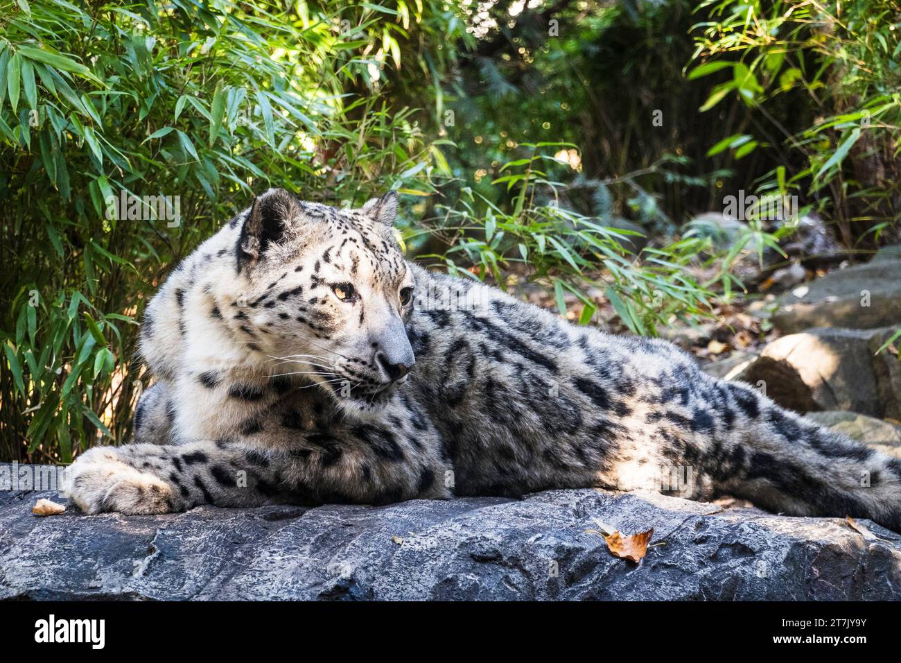 Zoo new york city hi-res stock photography and images - Alamy