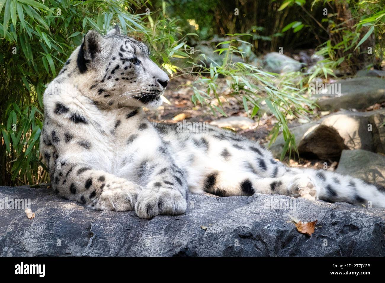 The snow leopard is a beautiful big cat in the Central Park Zoo, New ...