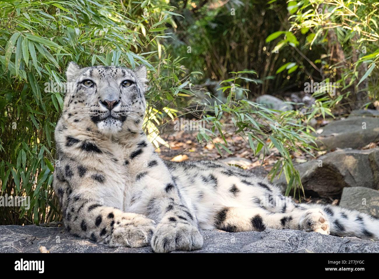 The snow leopard is a beautiful big cat in the Central Park Zoo, New ...