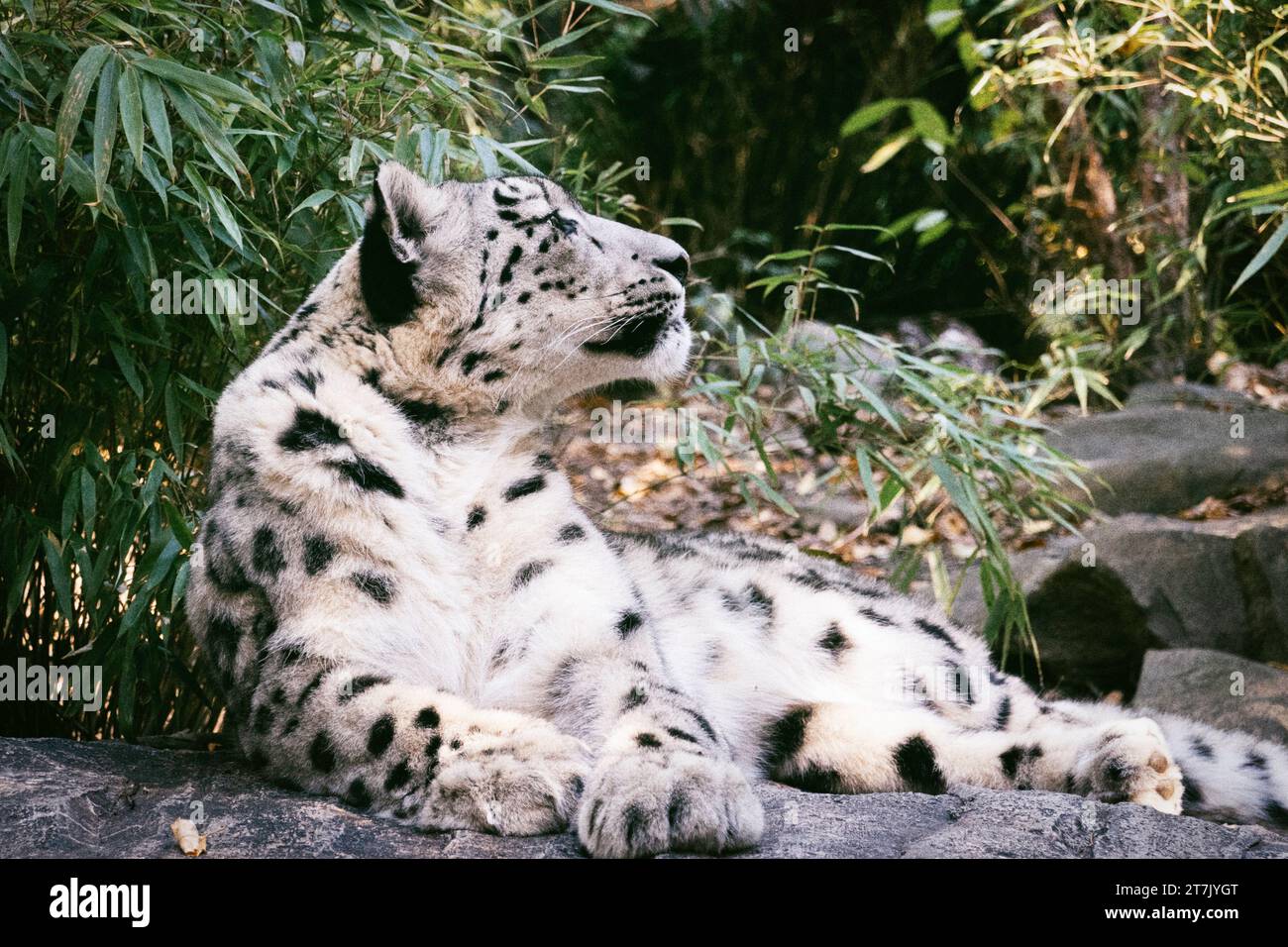 The snow leopard is a beautiful big cat in the Central Park Zoo, New ...