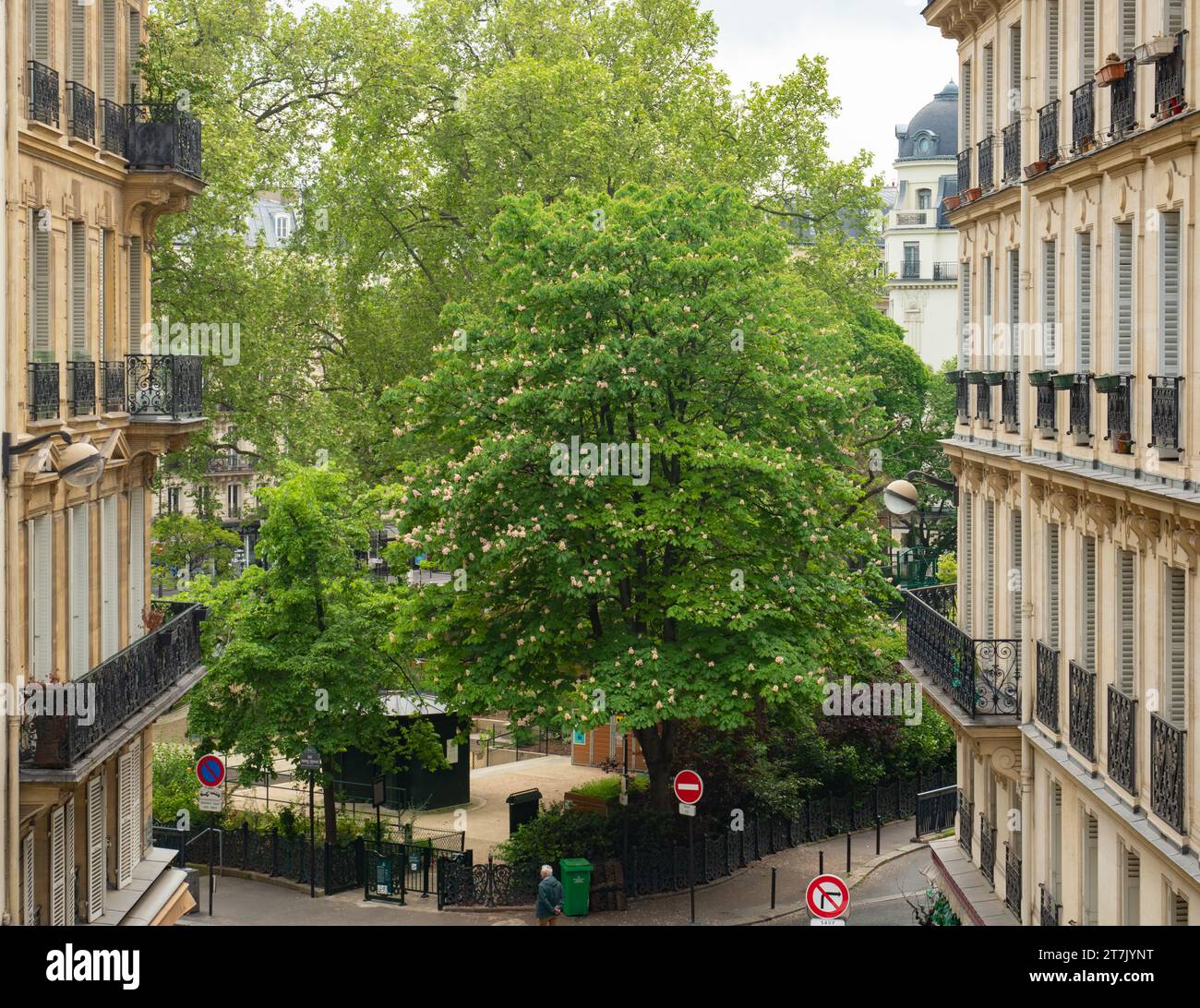 Paris, France - May 8th 2023: Tall trees between historic housing ...