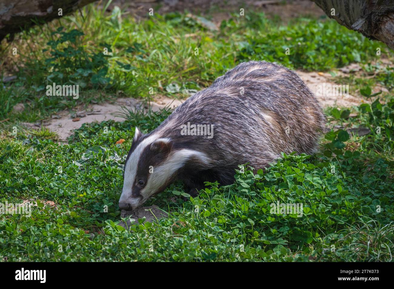 A European Badger (Meles Meles) out foraging for food during the day at ...