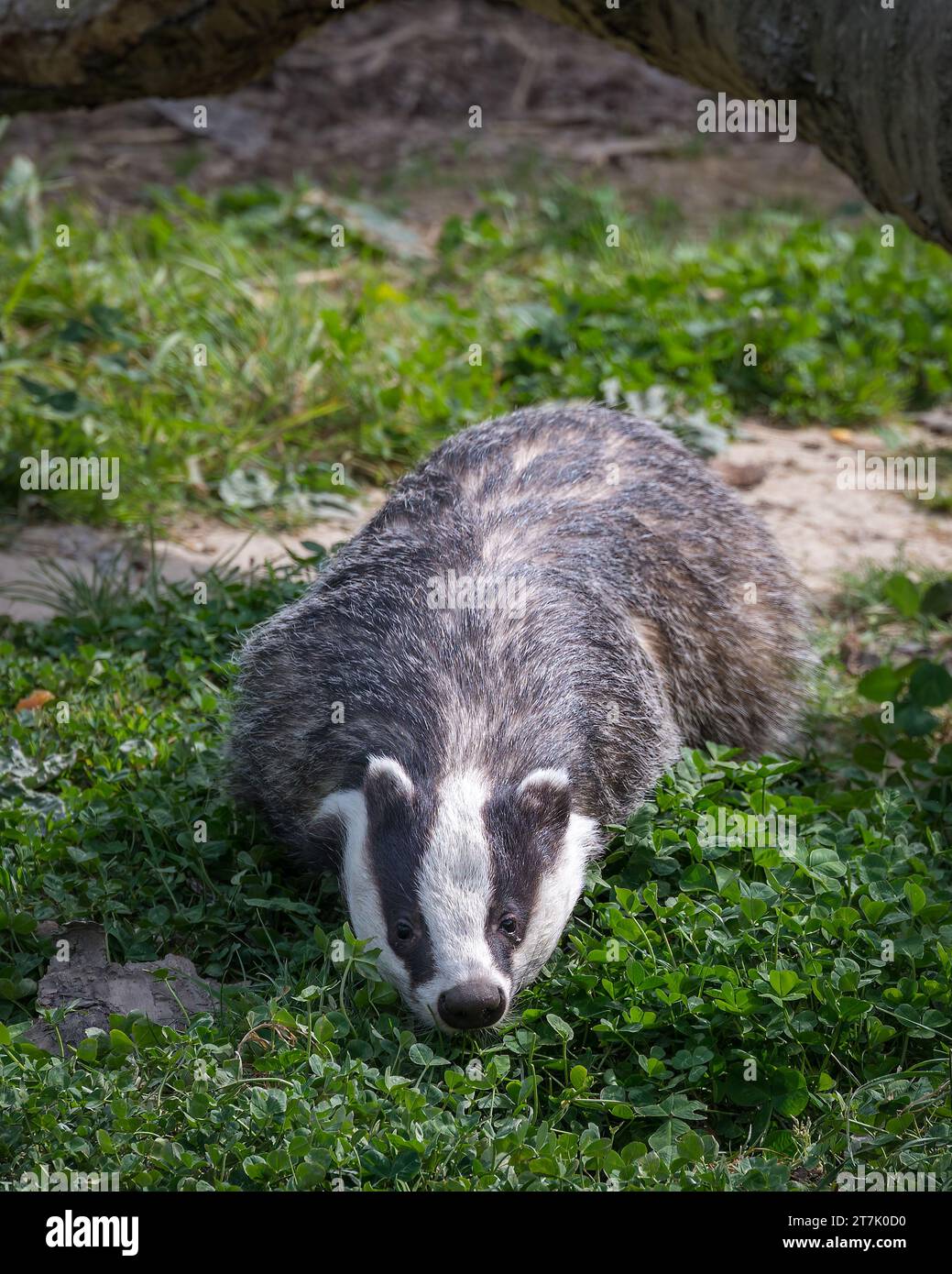 A European Badger (Meles Meles) out foraging for food during the day at ...