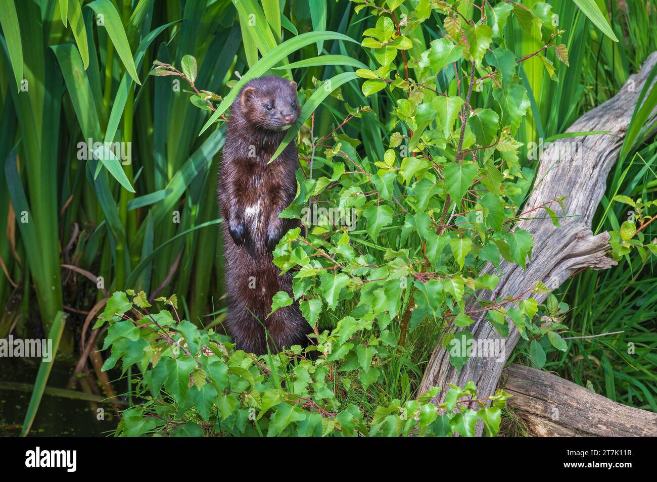 American Mink (Neogale Vison) in its enclosure at British Wildlife ...