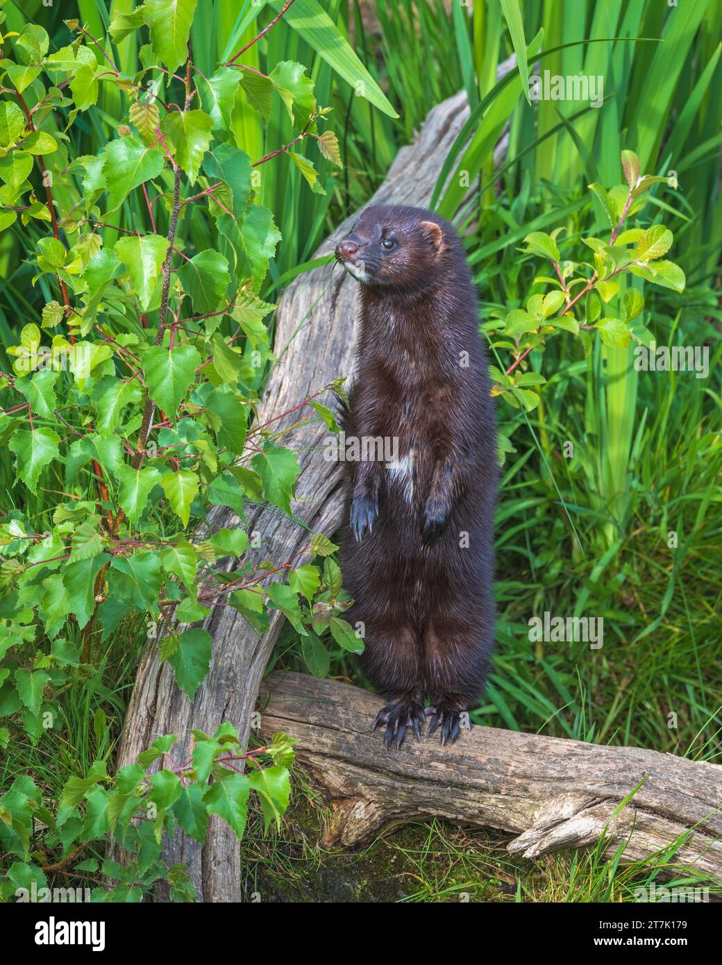 American Mink (Neogale Vison) in its enclosure at British Wildlife ...