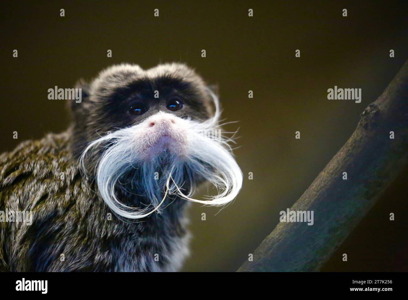 Emperor Tamarin monkey Stock Photo - Alamy