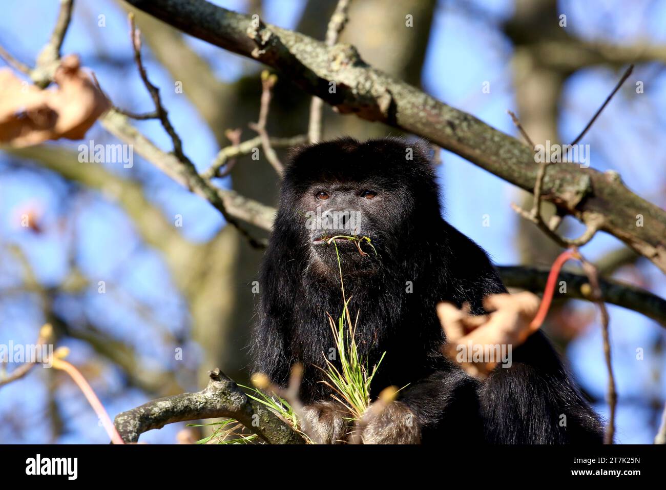 Black Howler Monkey Stock Photo - Alamy