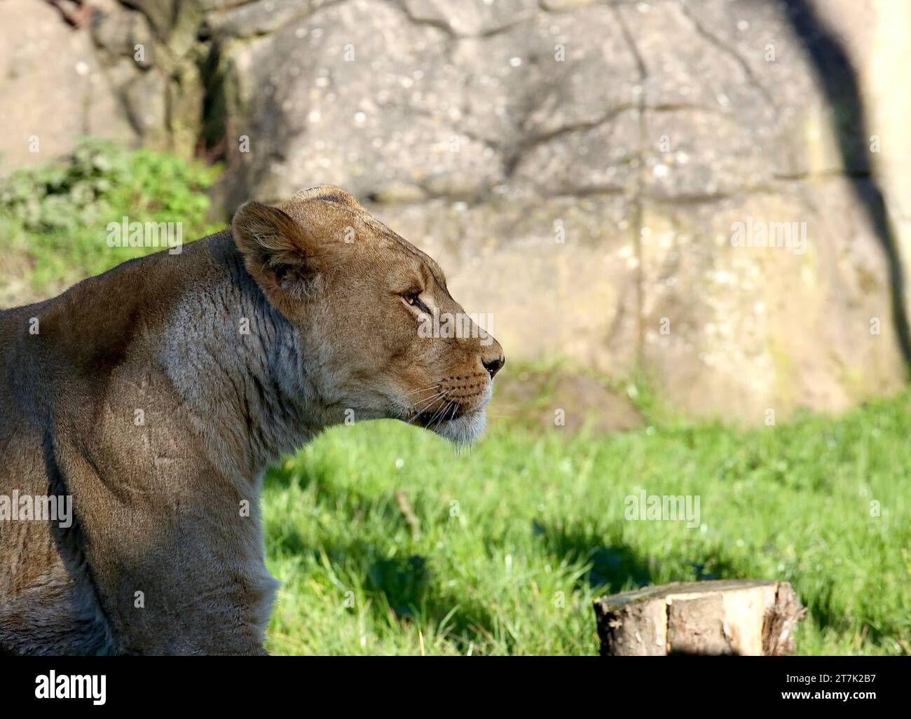 Side profile lion in hi-res stock photography and images - Alamy