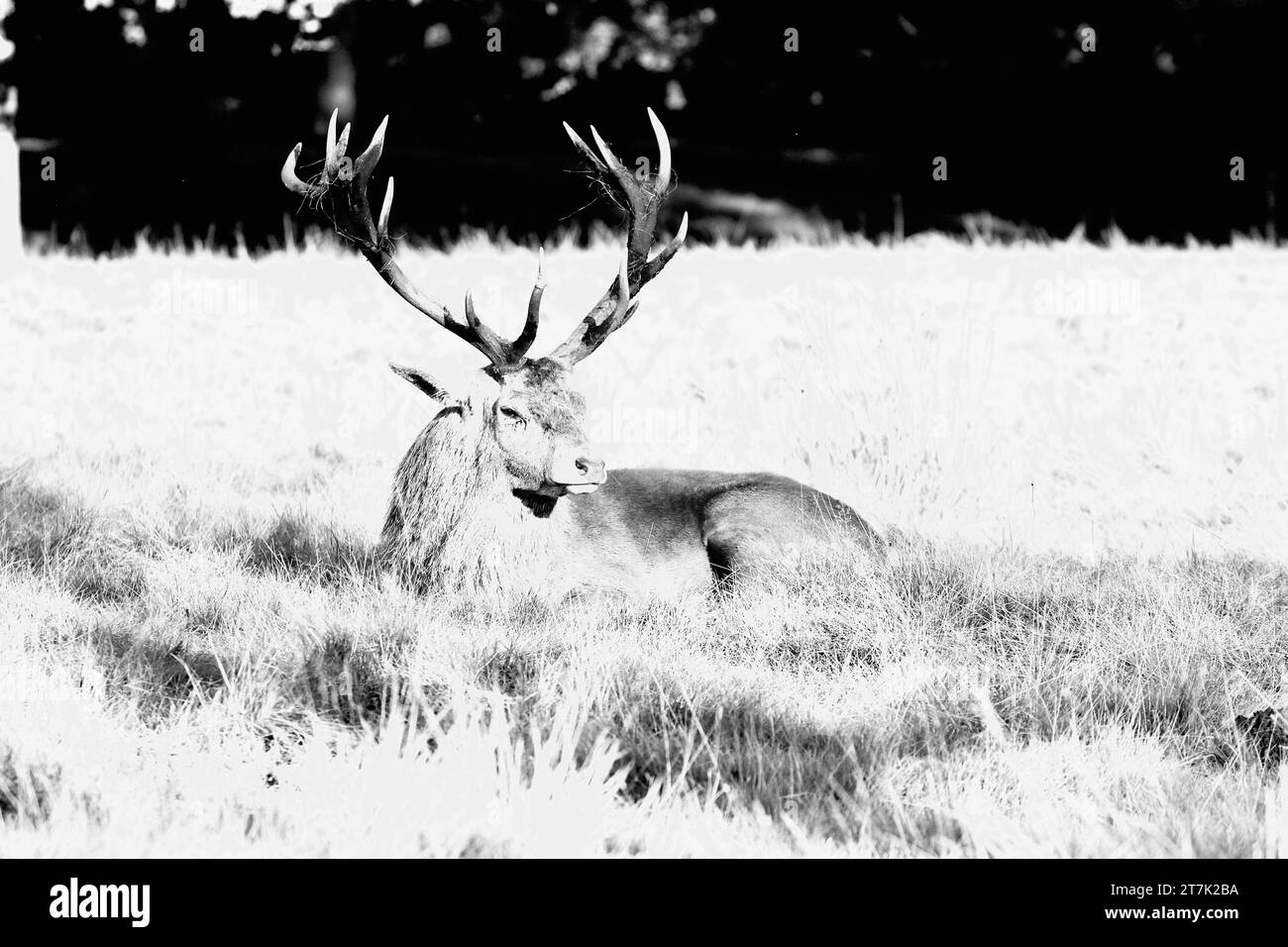Stag animal Black and White Stock Photos & Images - Alamy