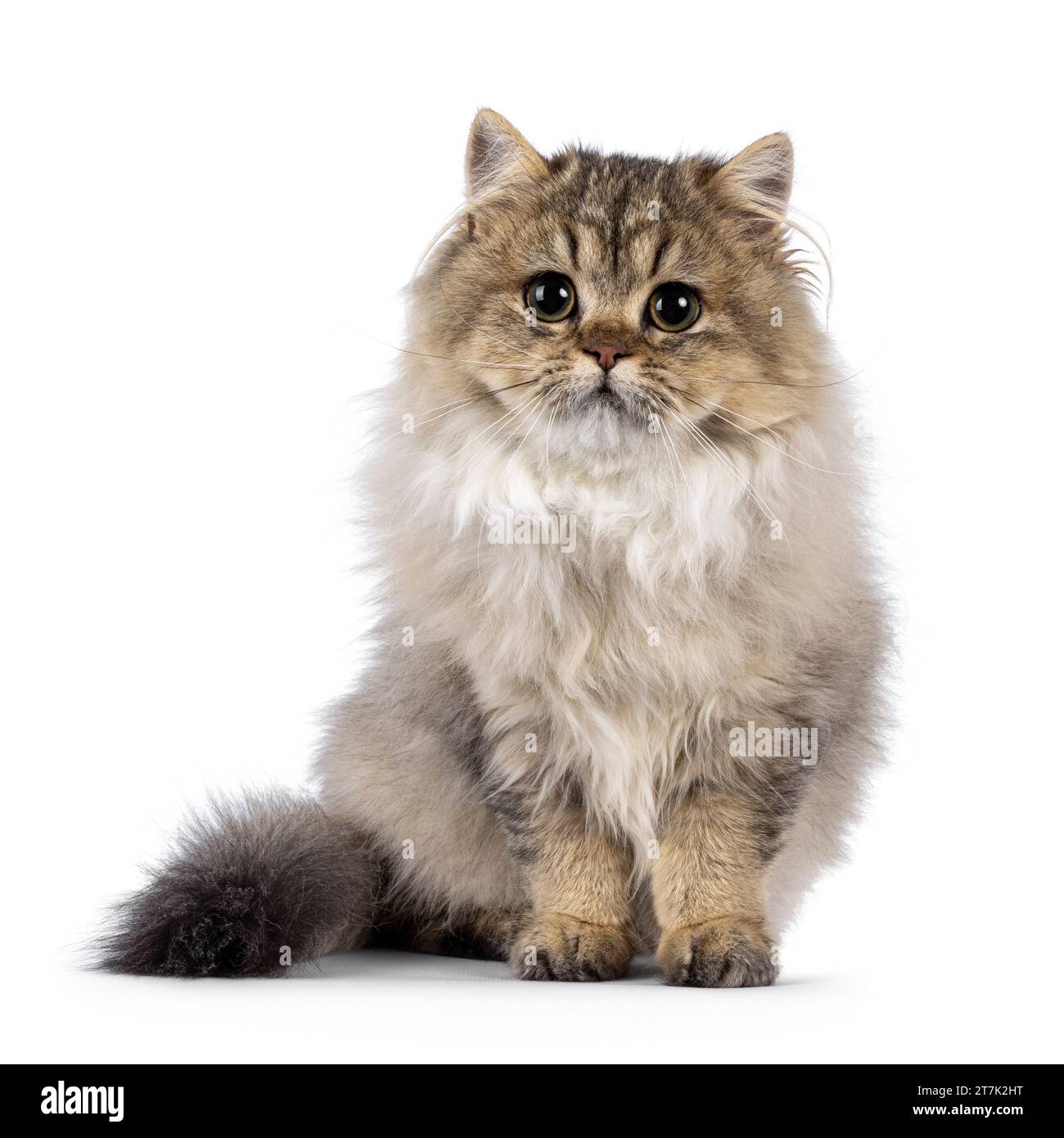 Cute fluffy British Longhair cat kitten, sitting facing front. Looking ...