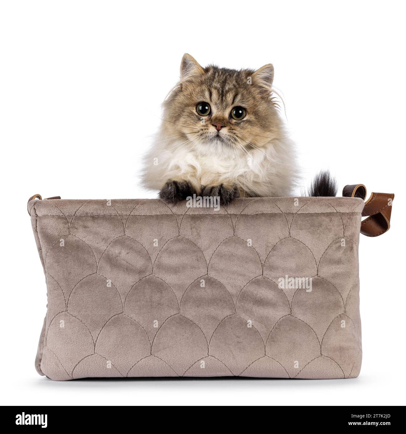 Cute fluffy British Longhair cat kitten, sitting facing front in velvet ...