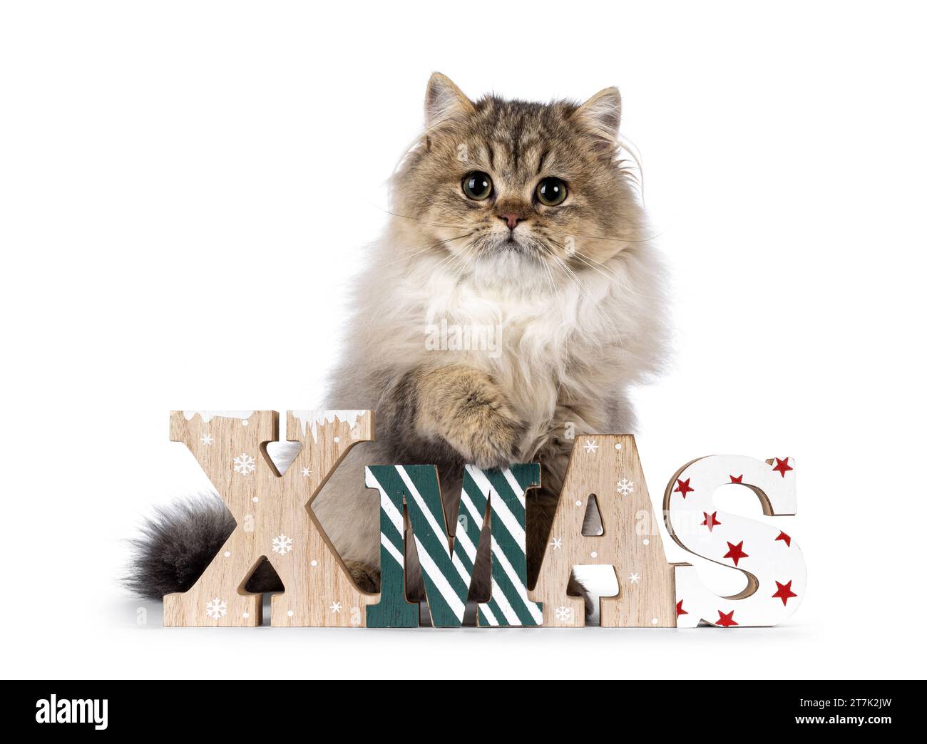 Cute fluffy British Longhair cat kitten, sitting facing front behind ...