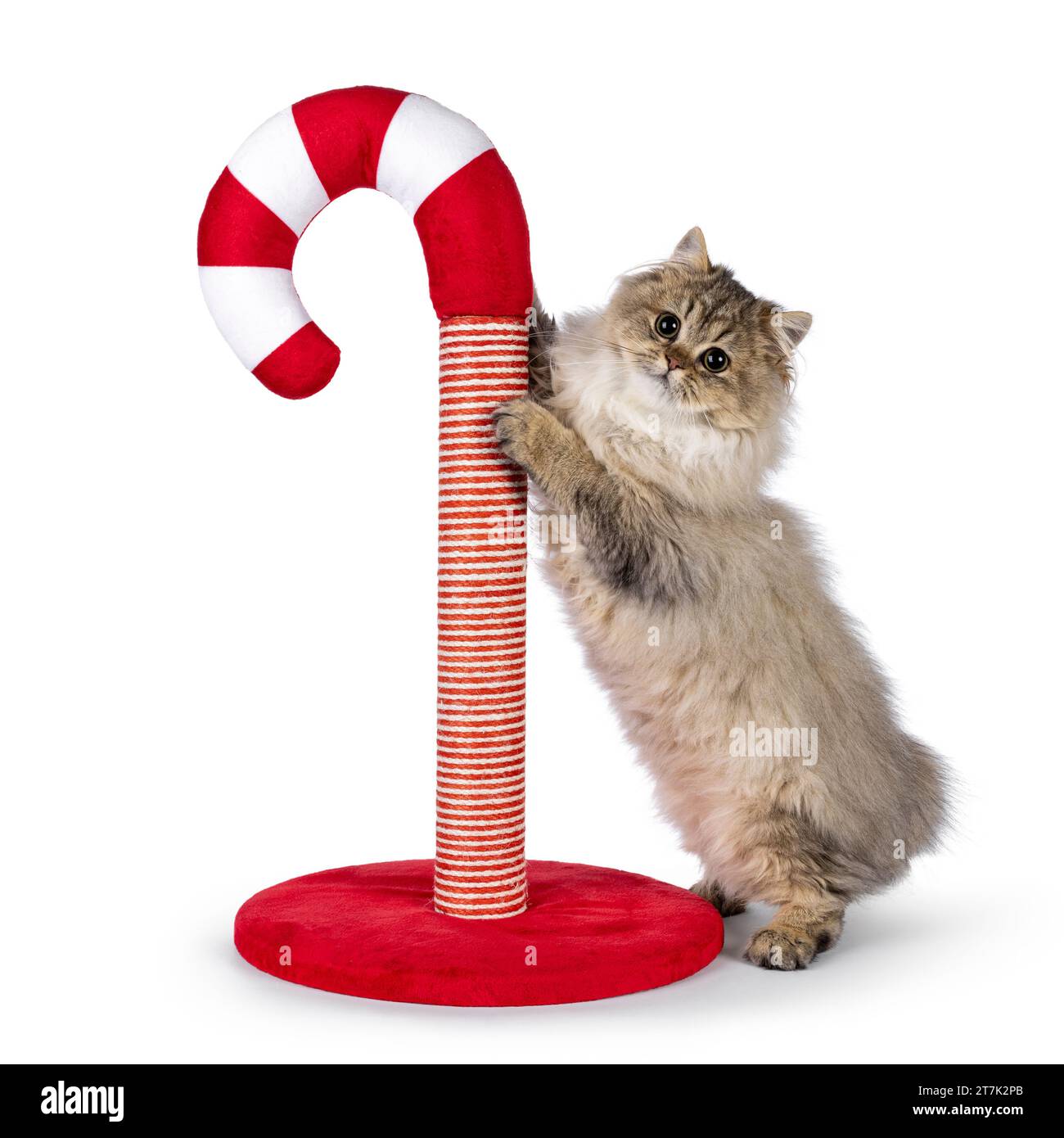 Cute fluffy British Longhair cat kitten, hanging in red with white ...