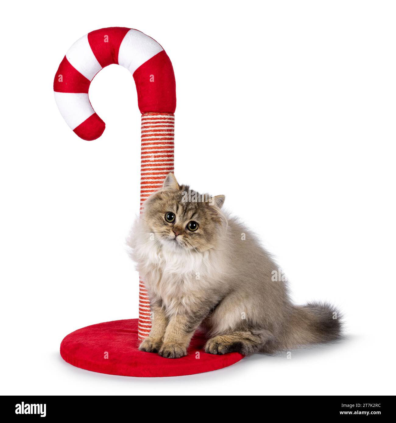 Cute fluffy British Longhair cat kitten, sitting beside red with white ...