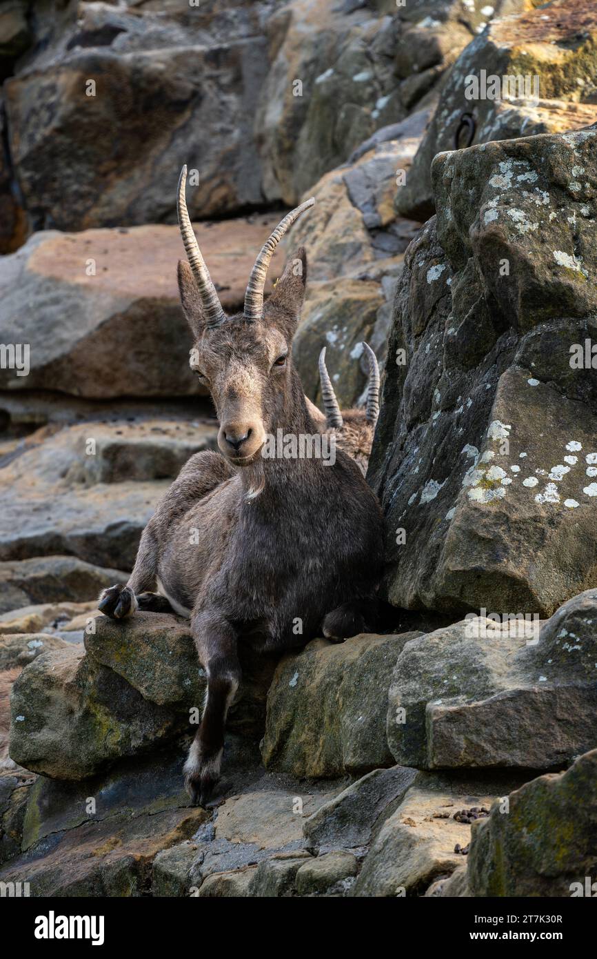 Siberian Ibex - Capra sibirica, beautiful asian goat from central Asia ...