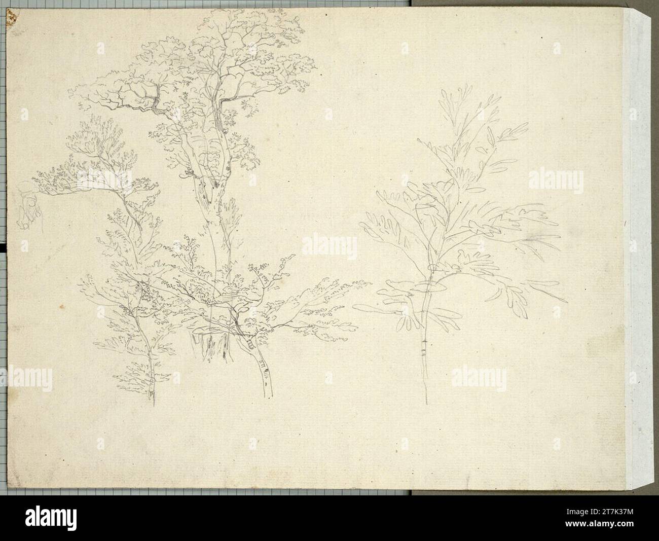 Friedrich Philipp Reinhold Tree studies. Pencil 1818 , 1818 Stock Photo ...