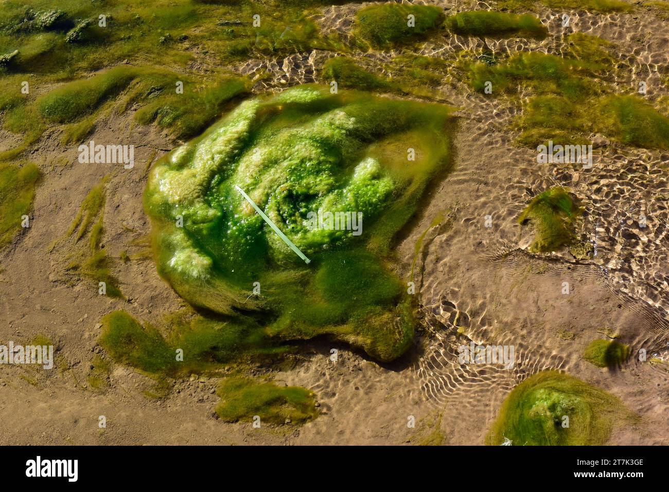 Green algae in aquatic environment , Patagonia, Argentina Stock Photo ...