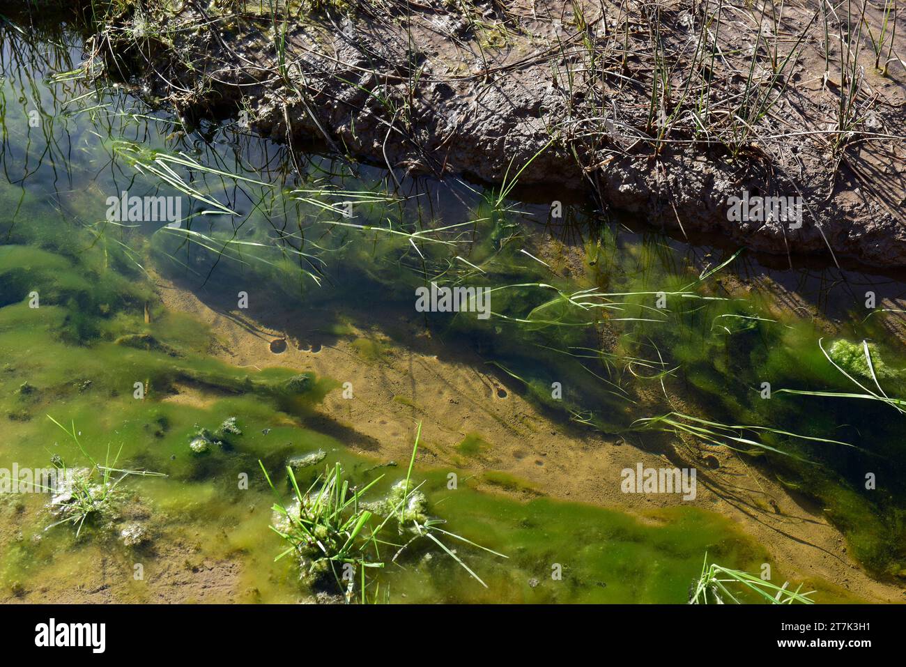 Green algae in aquatic environment , Patagonia, Argentina Stock Photo ...
