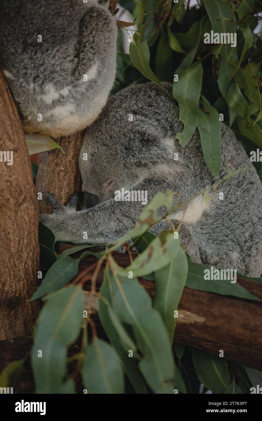 Family koala sleeping on tree hi-res stock photography and images - Alamy