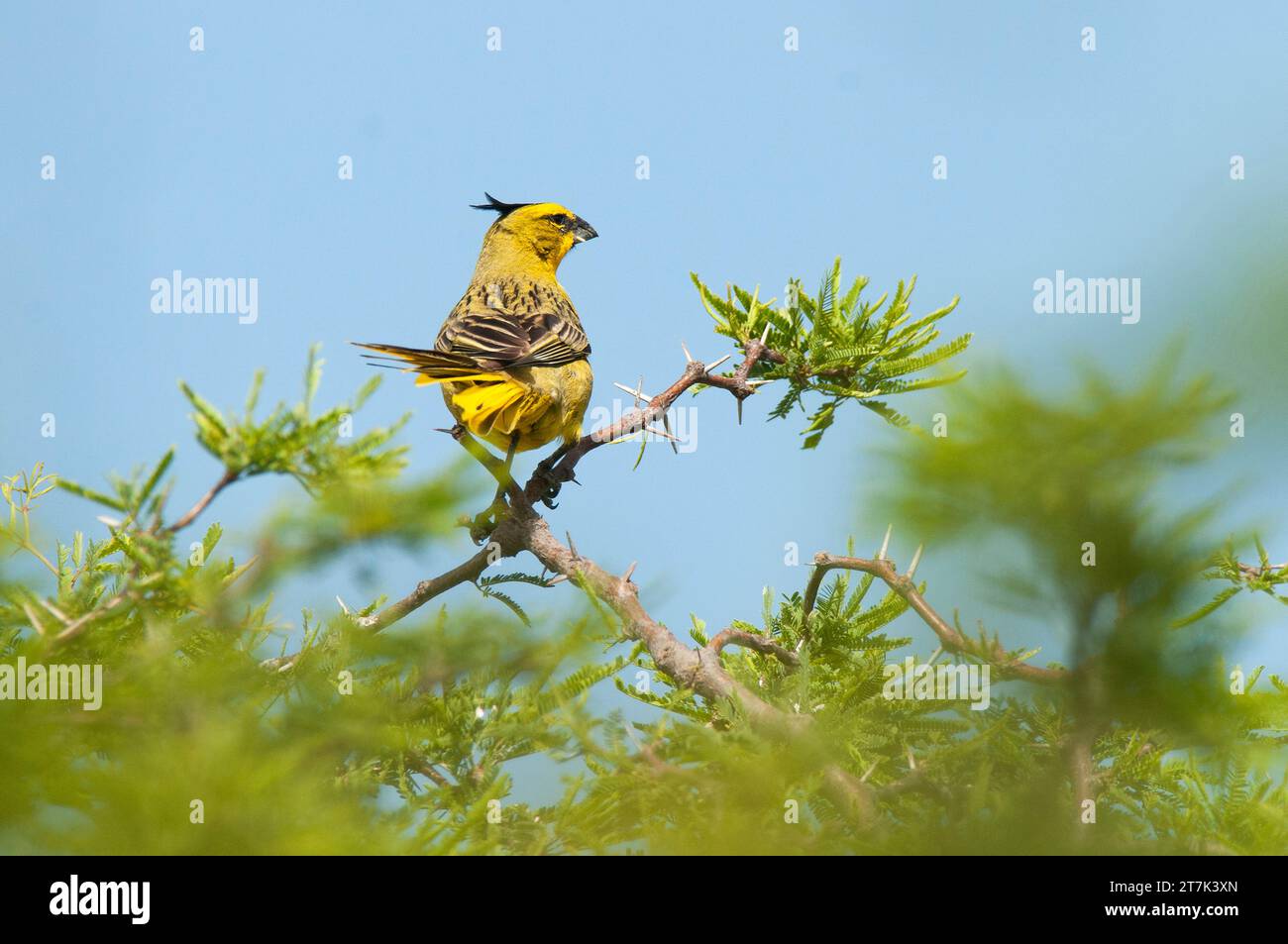 Yellow Cardinal, Gubernatrix cristata, Endangered species in La Pampa ...
