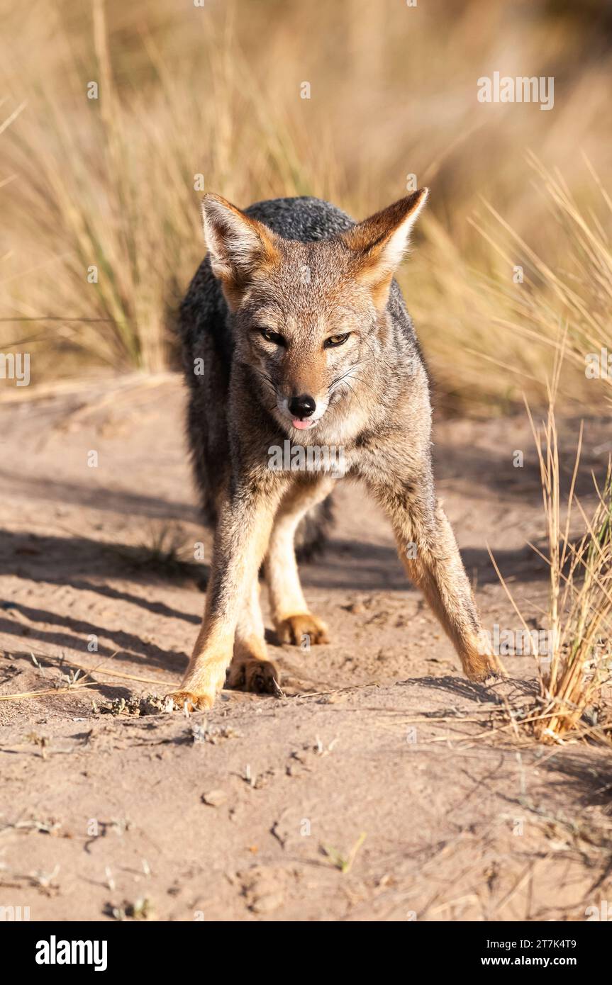 Pampas Grey fox in Pampas grass environment, La Pampa province ...
