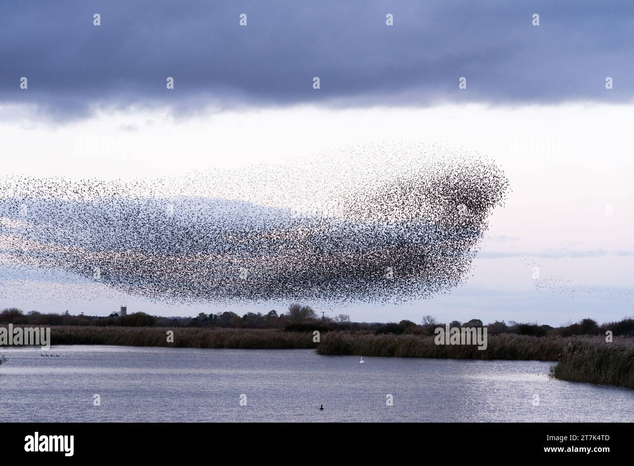Otmoor starlings hi-res stock photography and images - Alamy