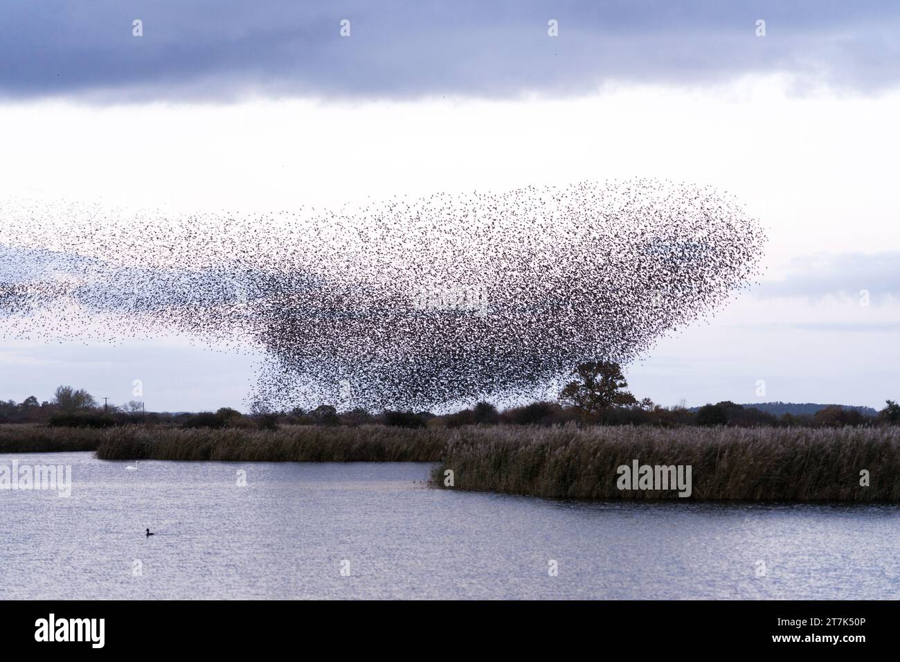 Otmoor starlings hi-res stock photography and images - Alamy