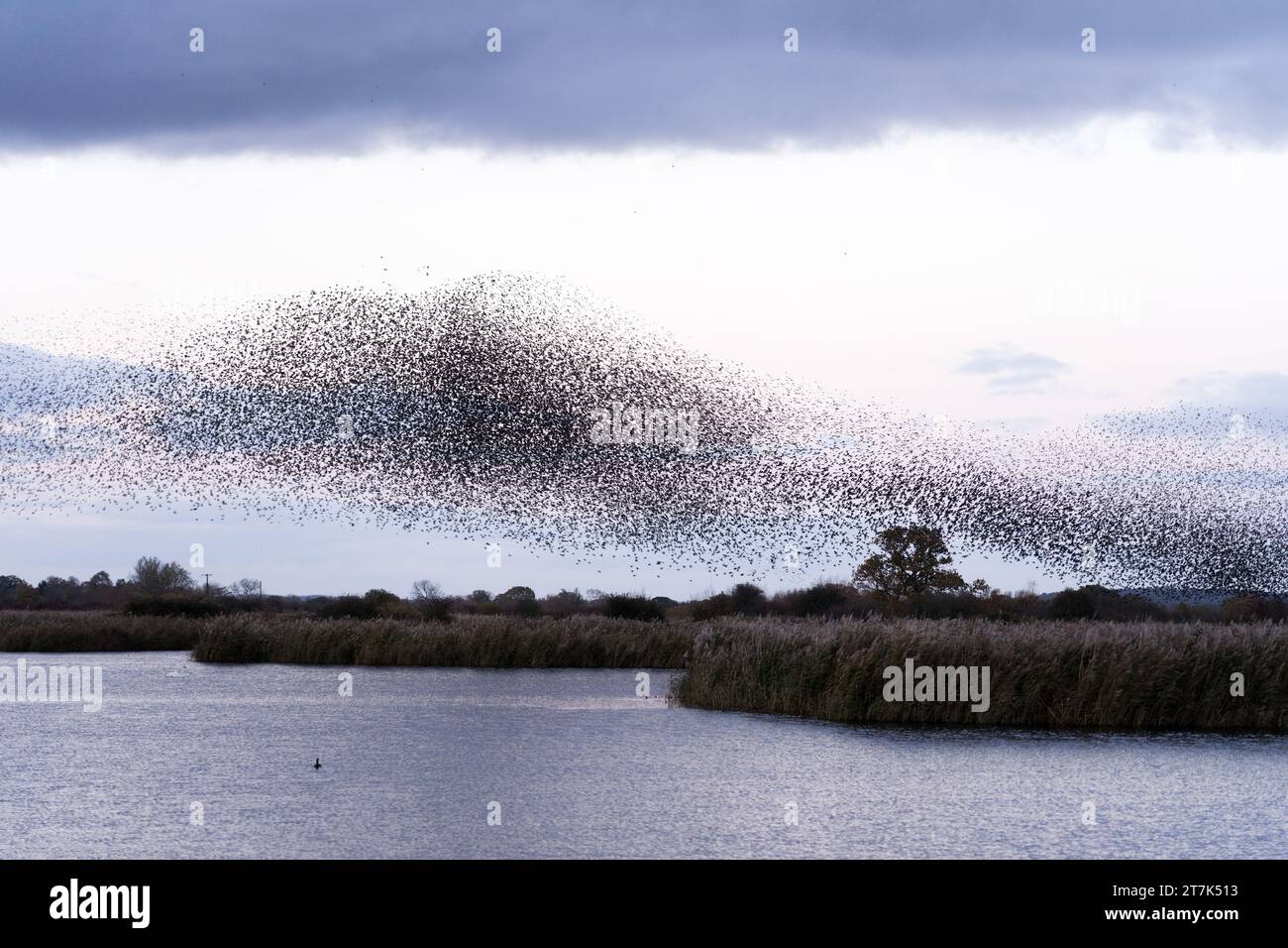 Starling Murmuration over reed beds on Otmoor UK Stock Photo - Alamy
