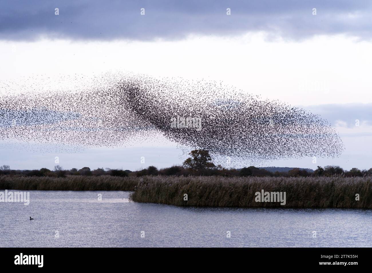 Starling Murmuration over reed beds on Otmoor UK Stock Photo - Alamy