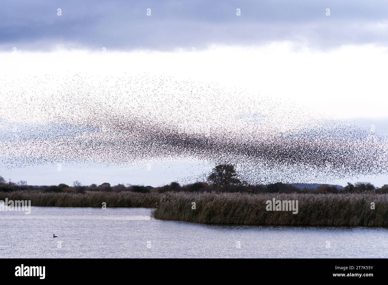 Starling Murmuration over reed beds on Otmoor UK Stock Photo - Alamy
