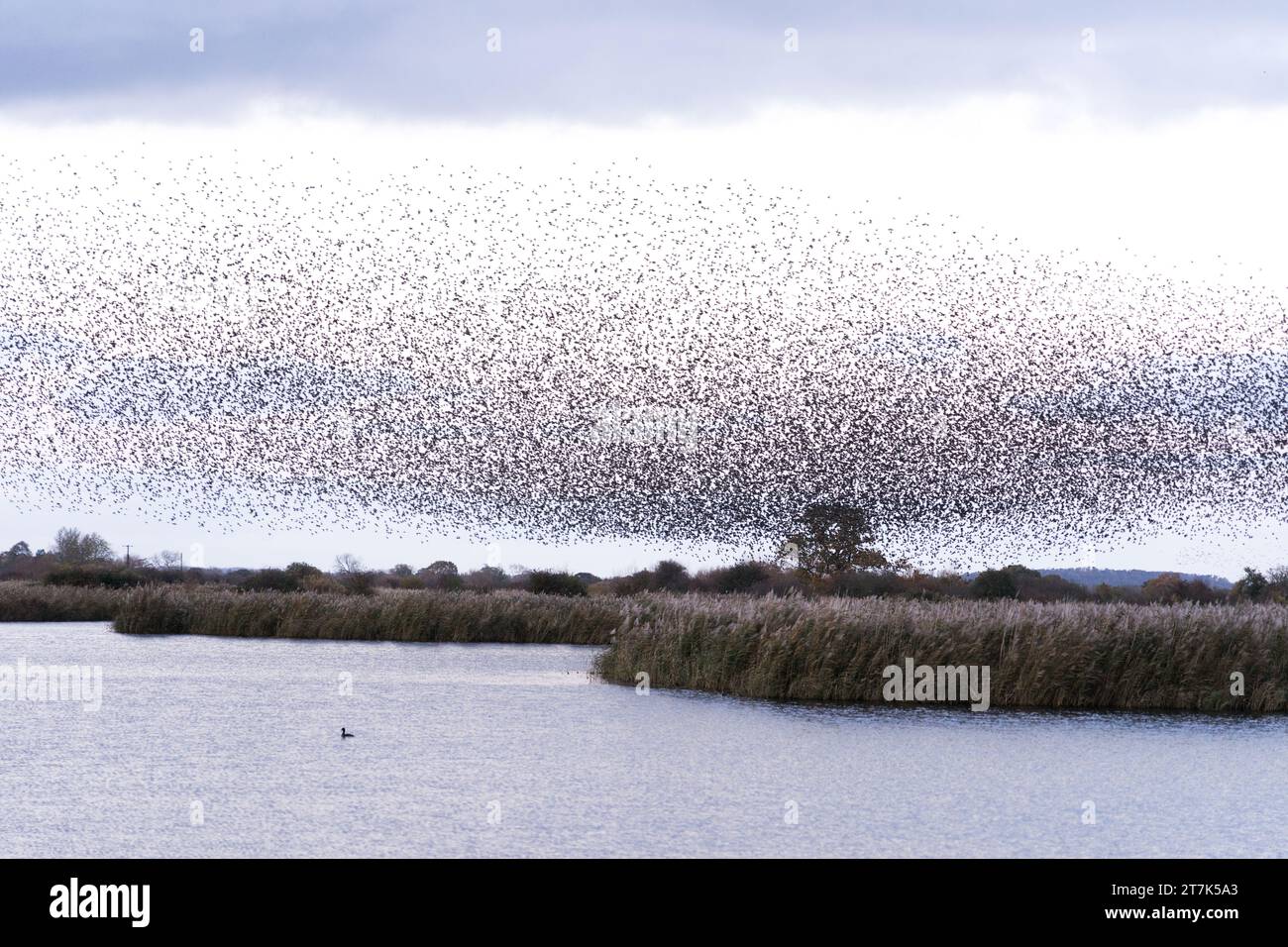 Otmoor starlings hi-res stock photography and images - Alamy