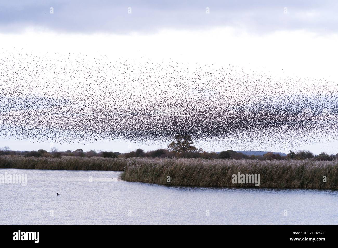 Starling Murmuration over reed beds on Otmoor UK Stock Photo - Alamy