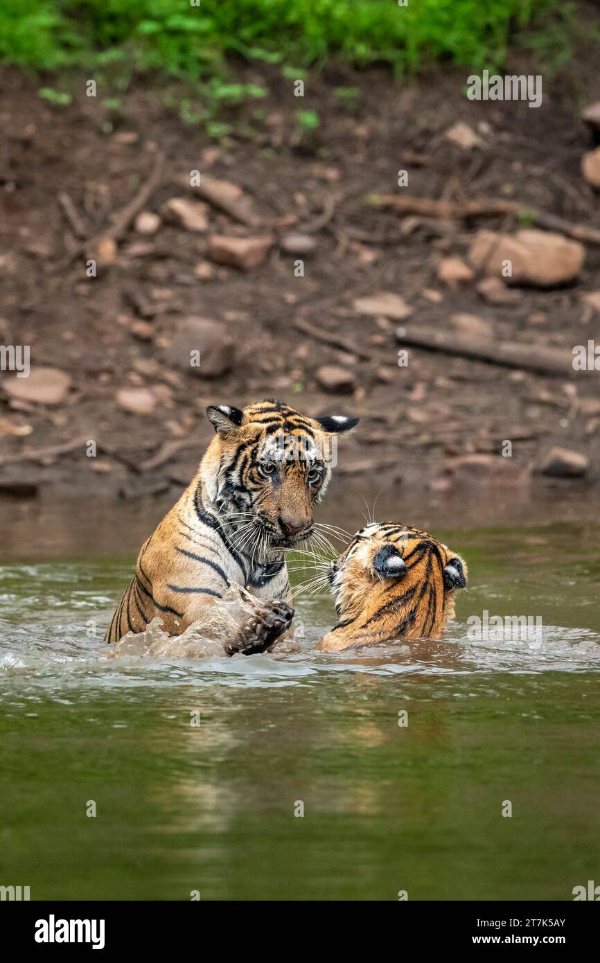 two wild male bengal tiger or brother in action fight for territory in ...