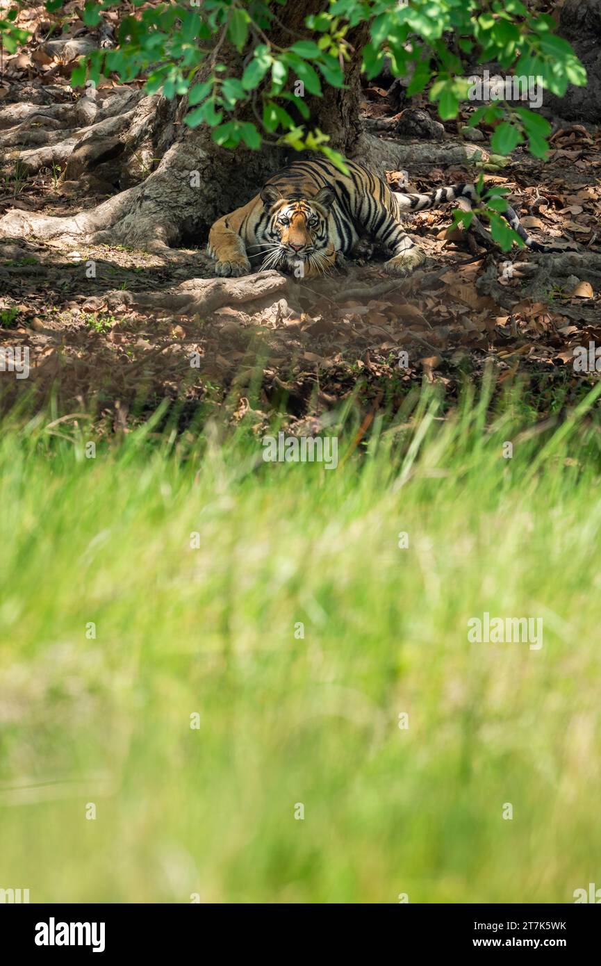 wild male bengal tiger or panthera tigris in aggression mode with eye ...