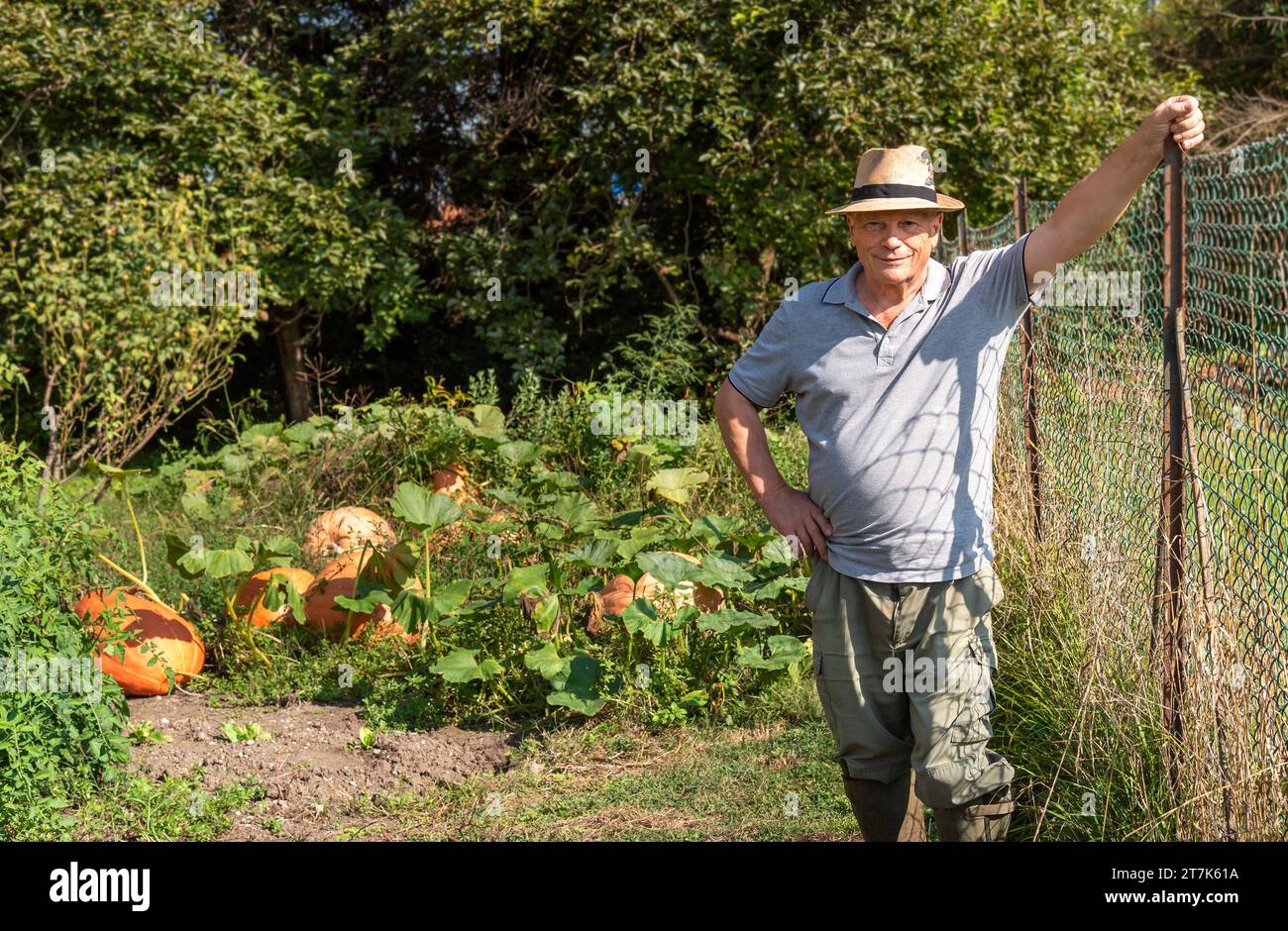 Elderly man in the vegetable garden in the pumpkin harvest season Stock ...