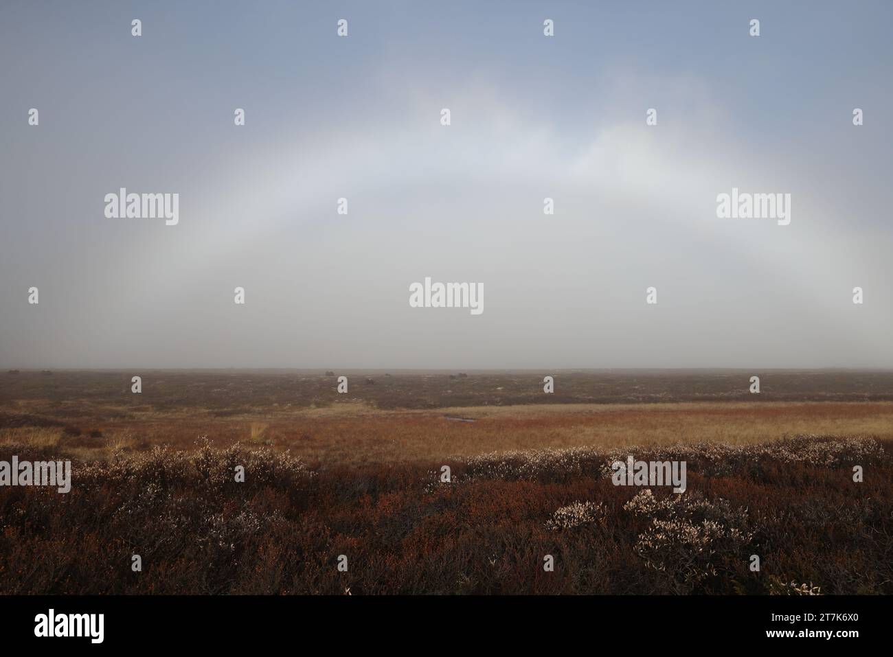 Musk ox in autumn with a fog arch Dovrefjell National Park Norway Stock Photo - Alamy