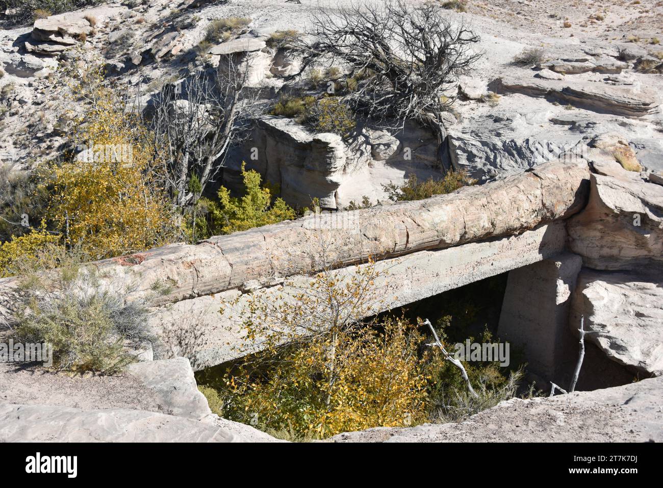 Petrified Forest National Park. AZ. USA. 10/17/2023. Agate Bridge ...