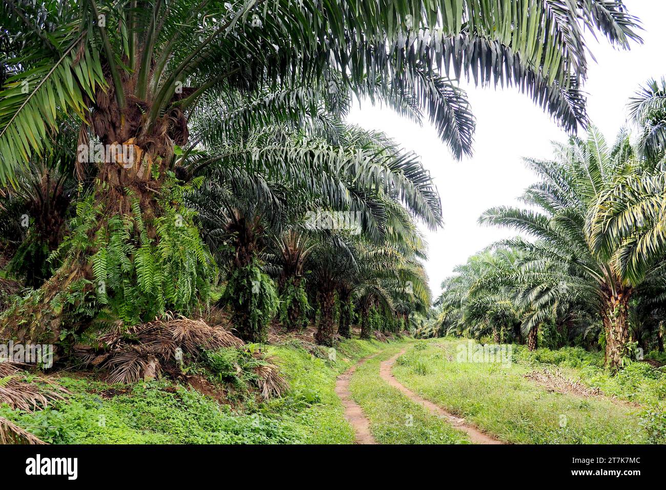 big commercial palm oil plantation Stock Photo - Alamy