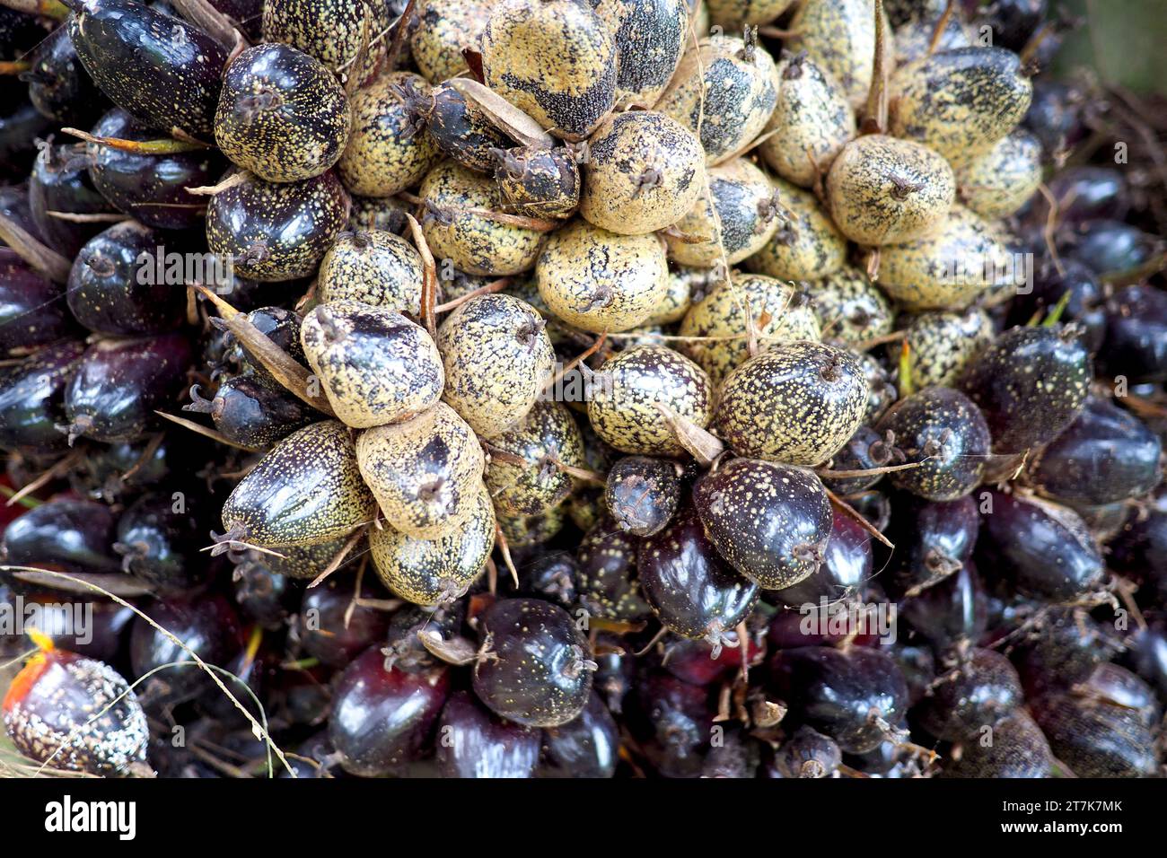 Commercial plantation hi-res stock photography and images - Alamy