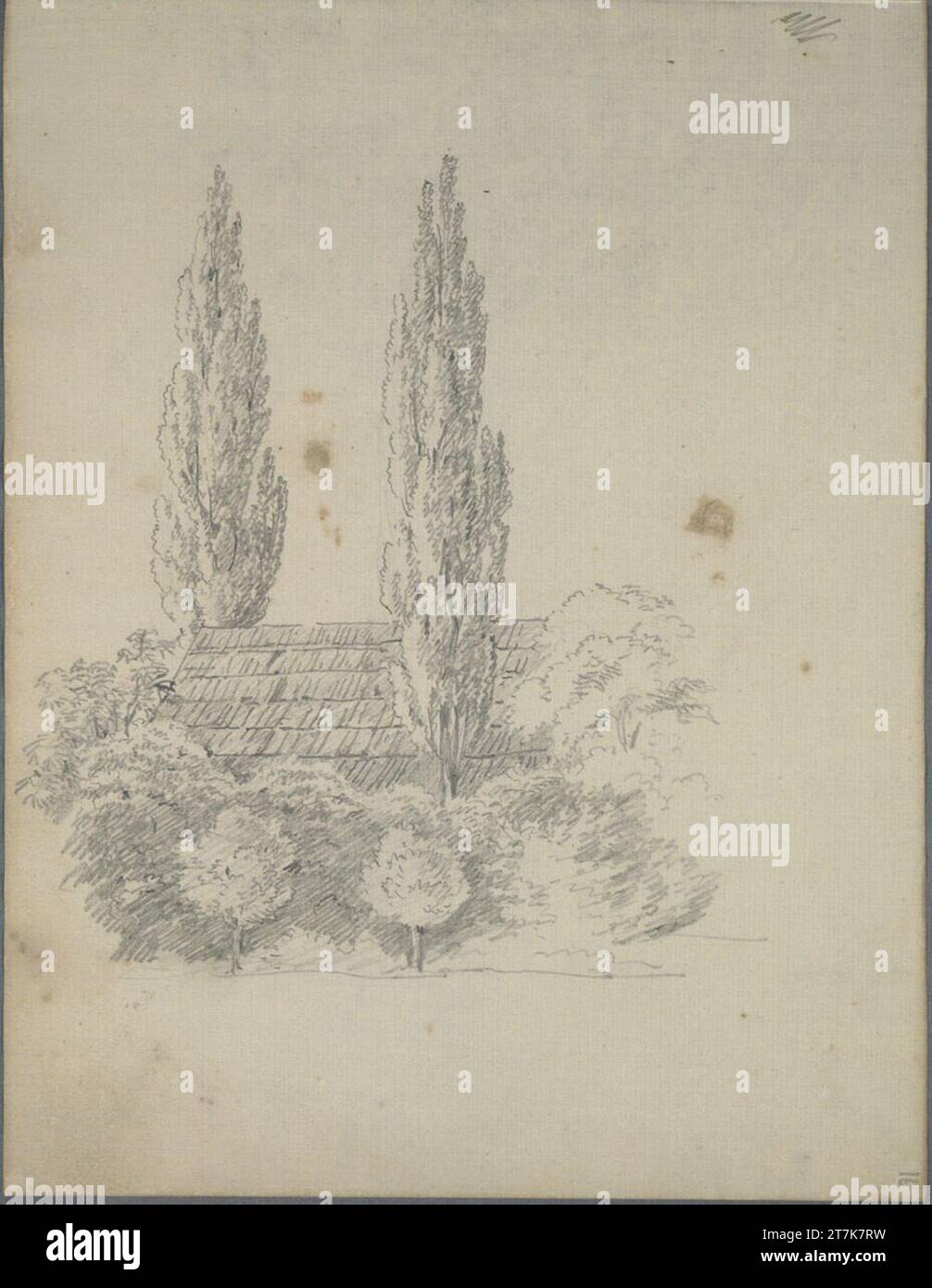 Joseph Holzer Poplar and other trees on a shingle roof. Pencil ...
