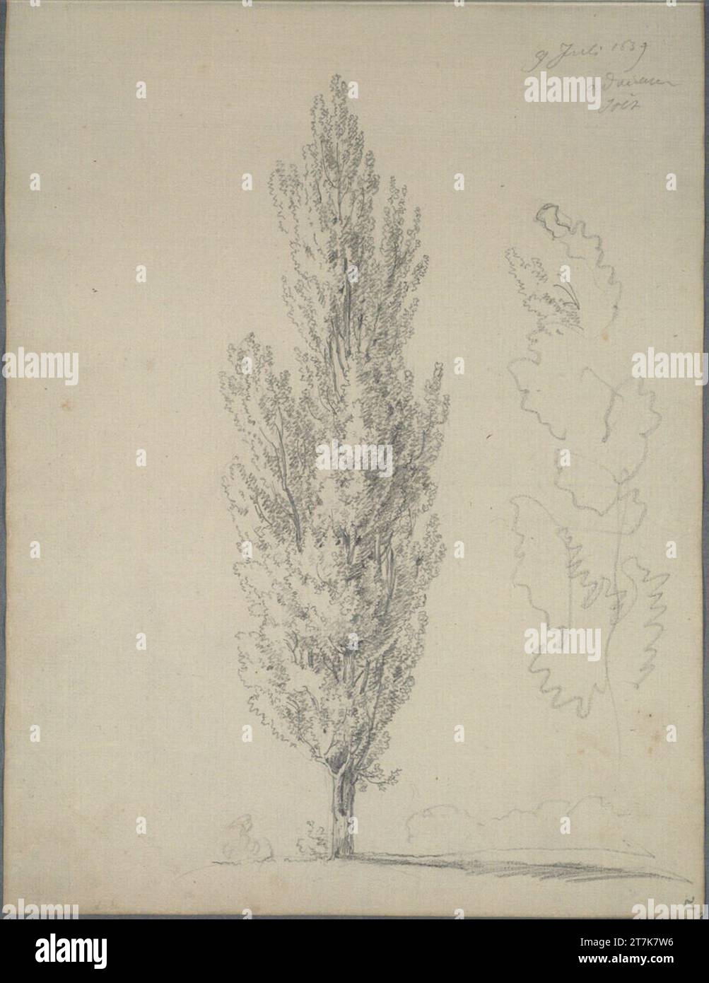 Joseph Holzer Poplar study and poplar sketch in Jois . Pencil 9.7.1837 ...