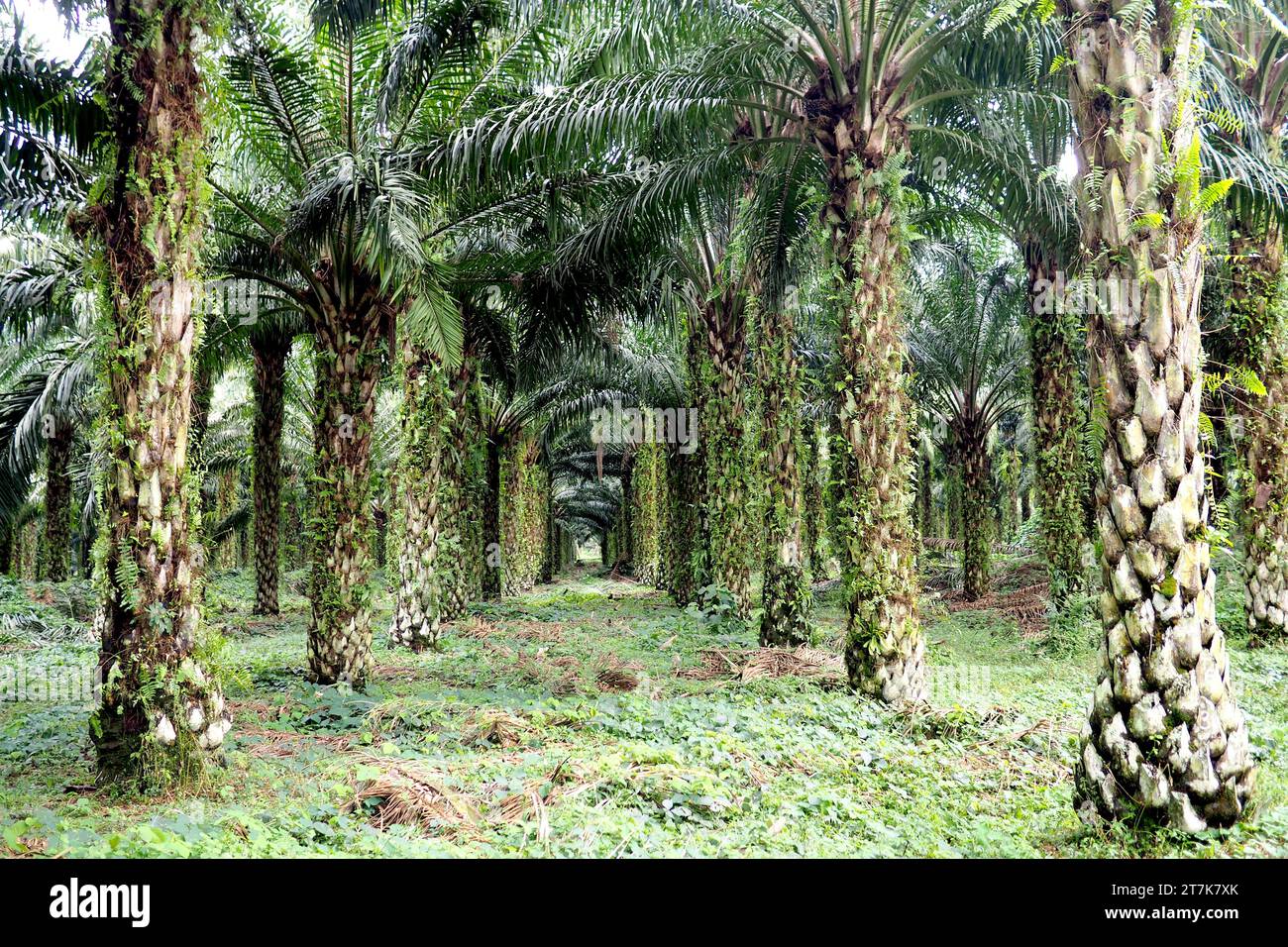 big commercial palm oil plantation Stock Photo - Alamy