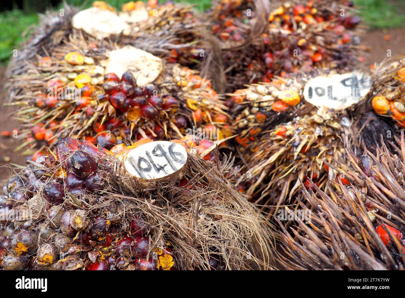 Palm oil fruit in a commercial plantation Stock Photo - Alamy