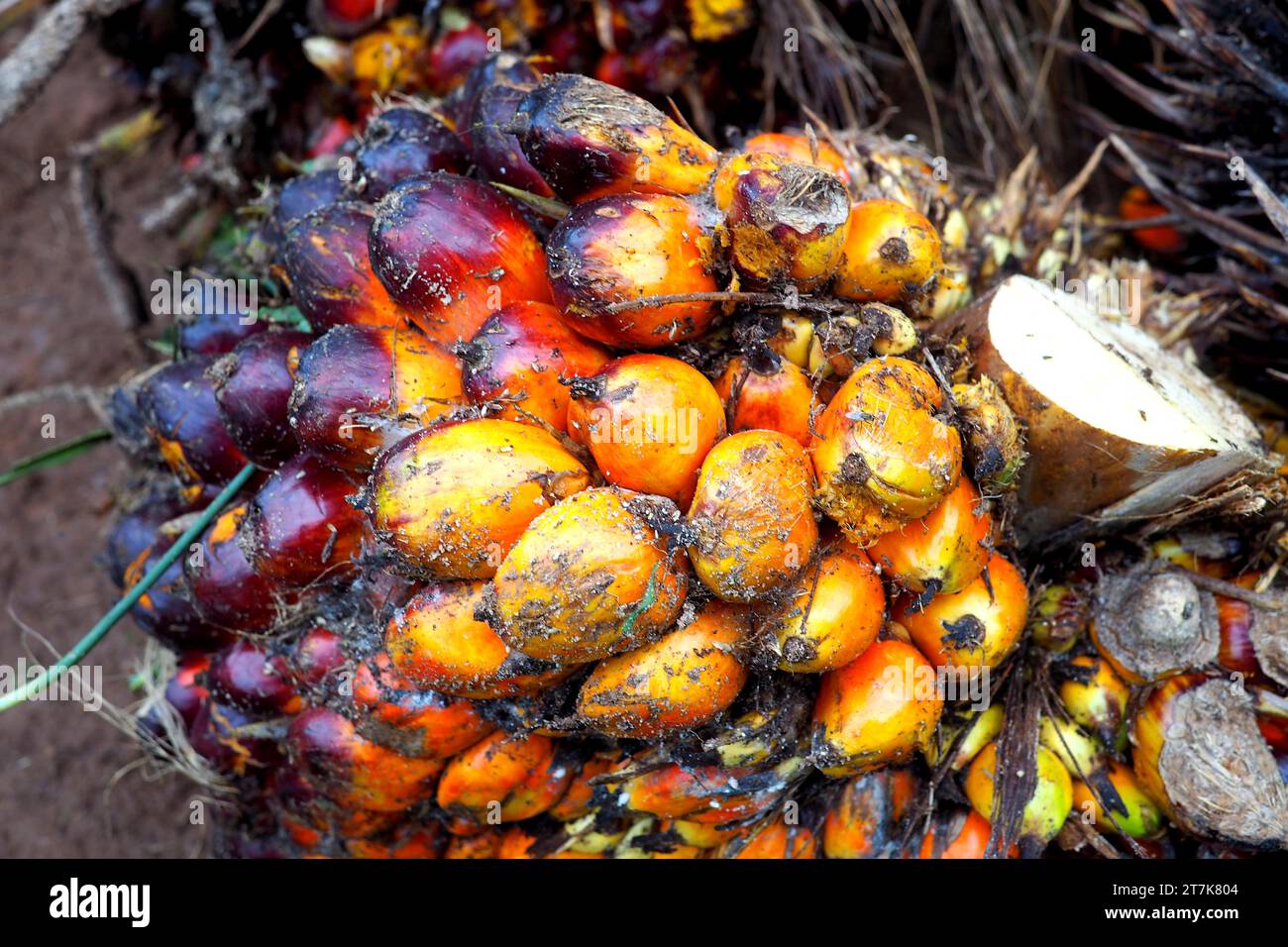 Palm oil fruit in a commercial plantation Stock Photo - Alamy