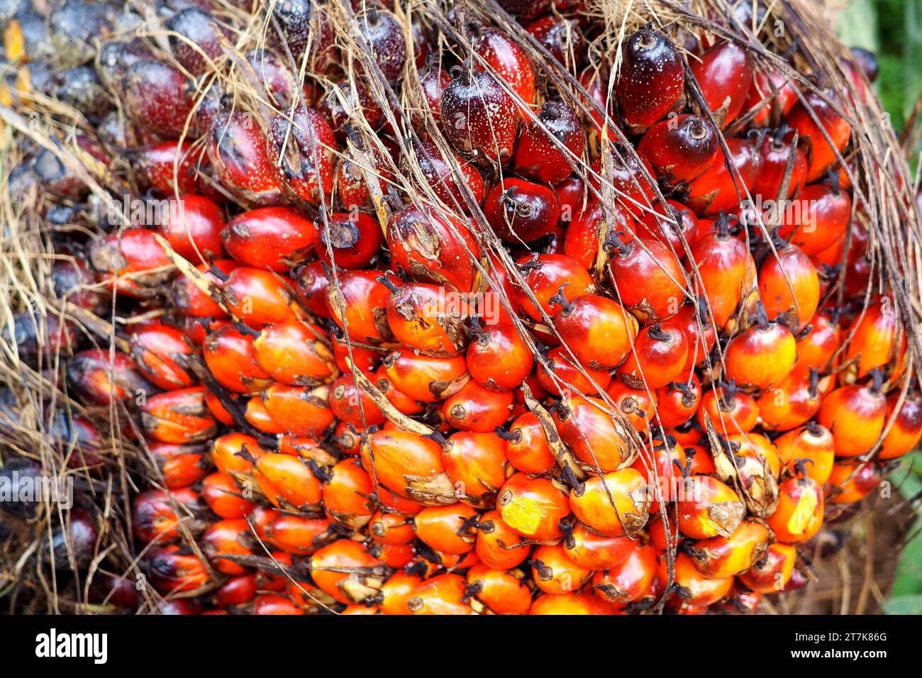 Palm oil fruit in a commercial plantation Stock Photo - Alamy