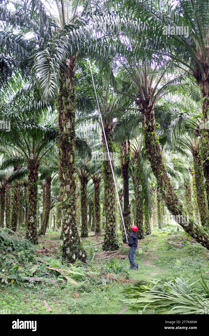big commercial palm oil plantation Stock Photo - Alamy