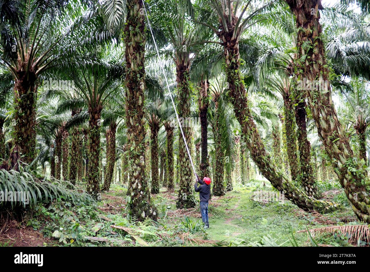big commercial palm oil plantation Stock Photo - Alamy