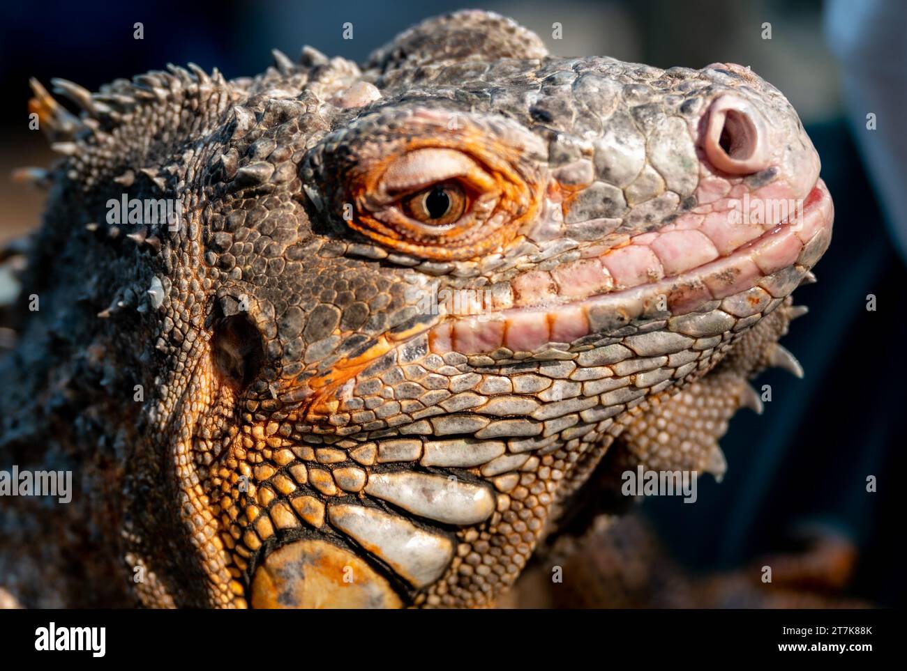 Pointed teeth hi-res stock photography and images - Alamy